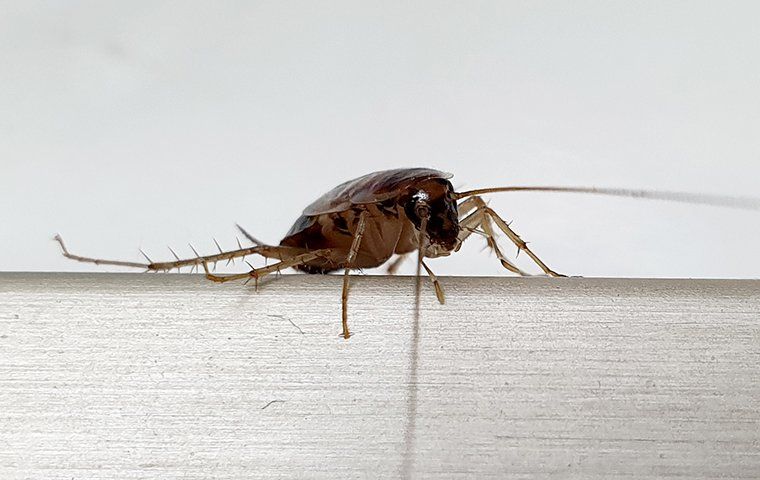 Roach Removal 101: What It Takes To Eliminate An Infestation In Your ...